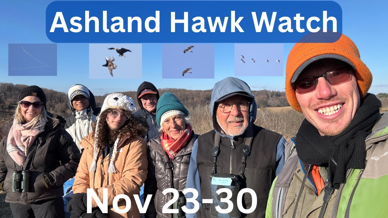 Ashland Hawk Watch Update Week 13: Highlights and Raptor Identification ...