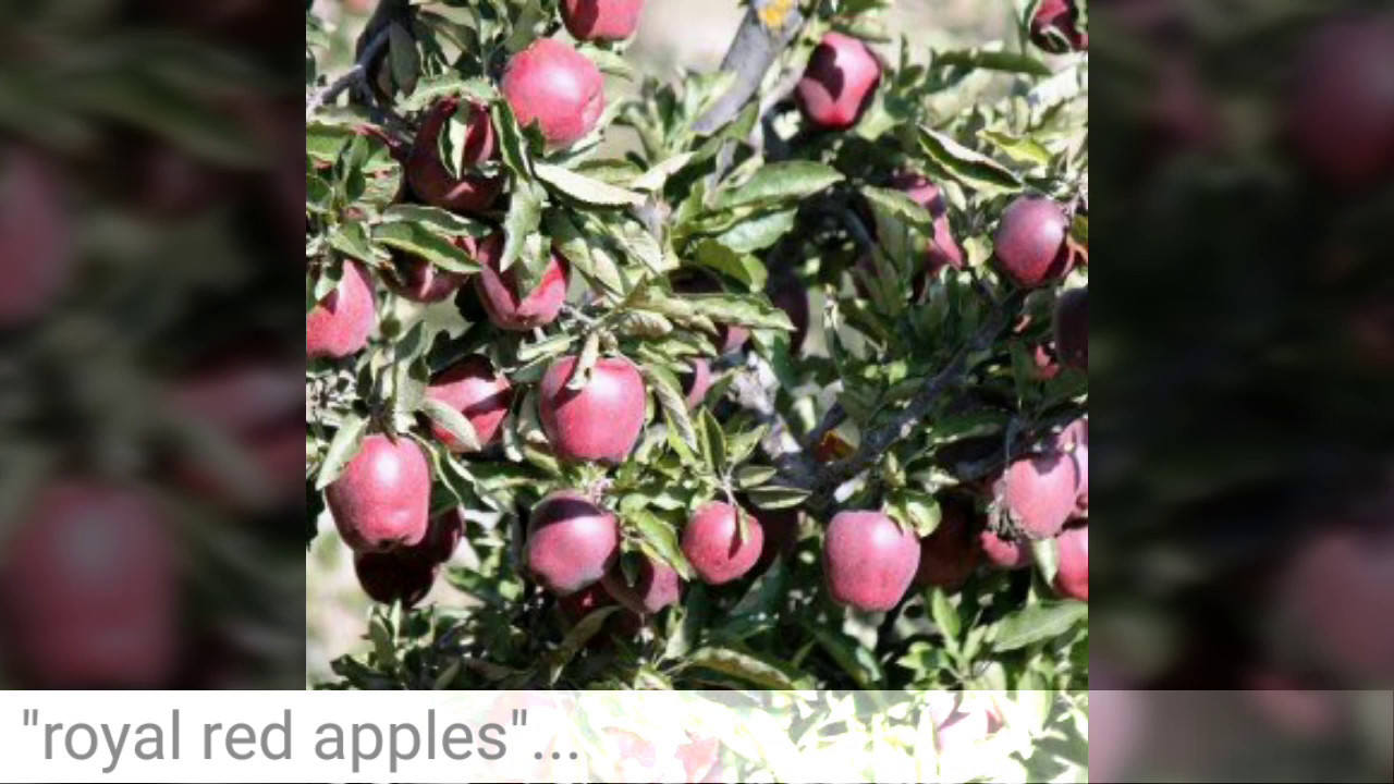 Kinnaur apples|famous|worldwide..!! - YouTube