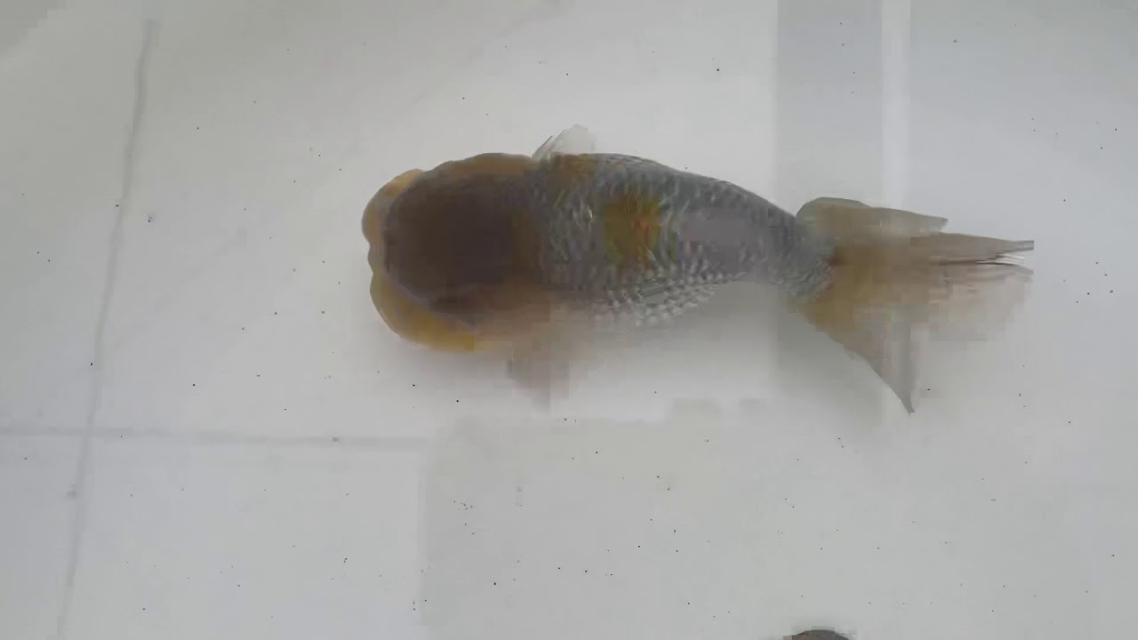 1828 Blue Lionhead - YouTube