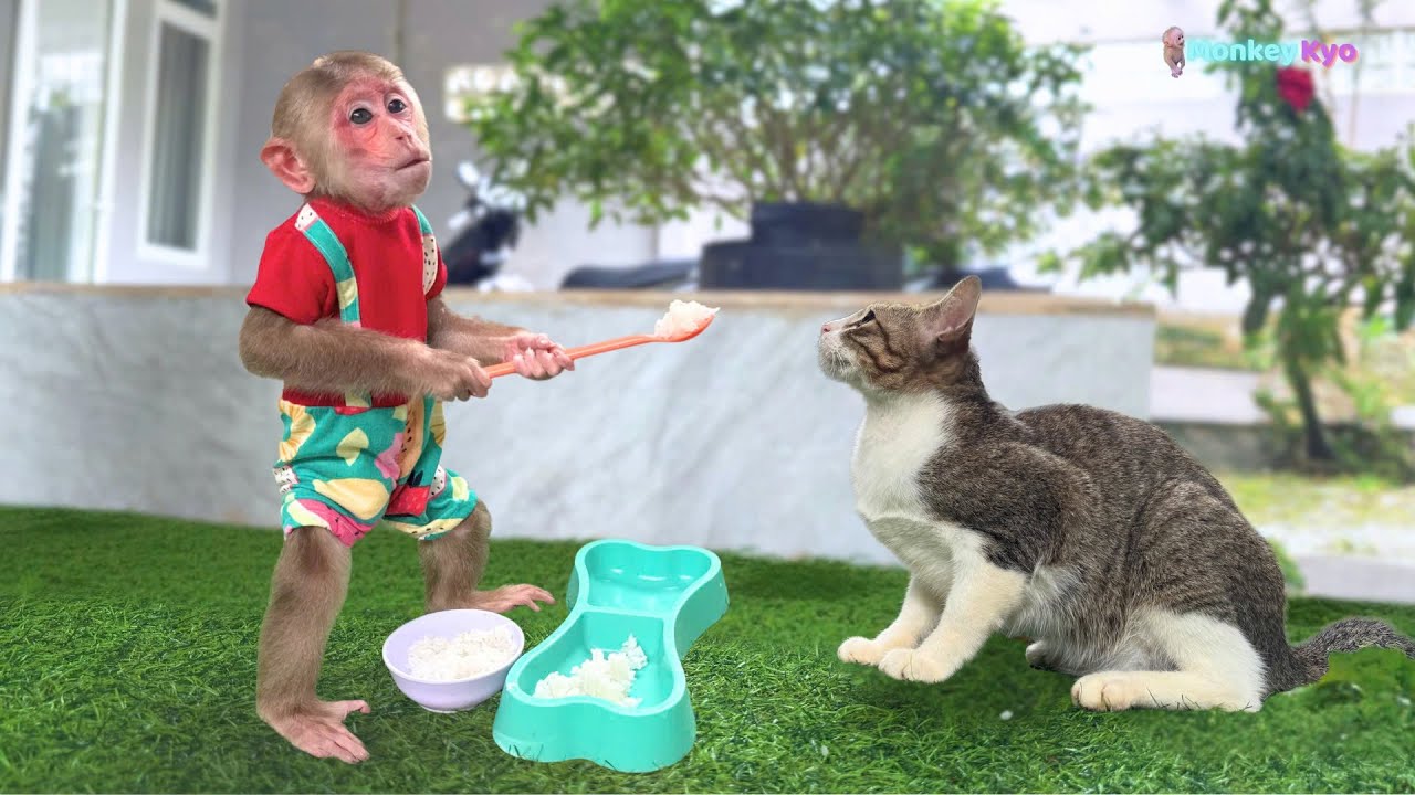 Monkey Kyo becomes a kitten’s mom… and no one expected what she did ...