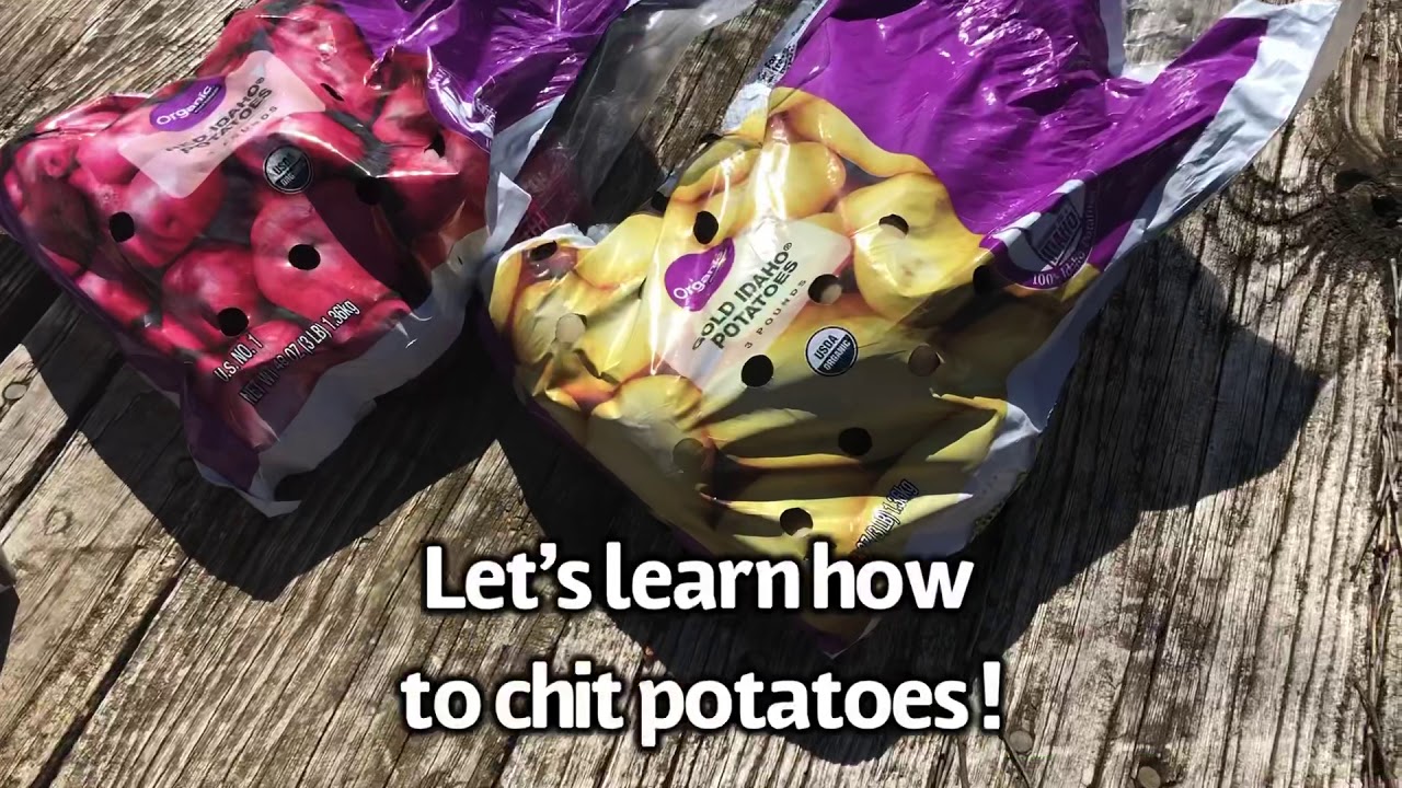How to Chit Potatoes! - YouTube