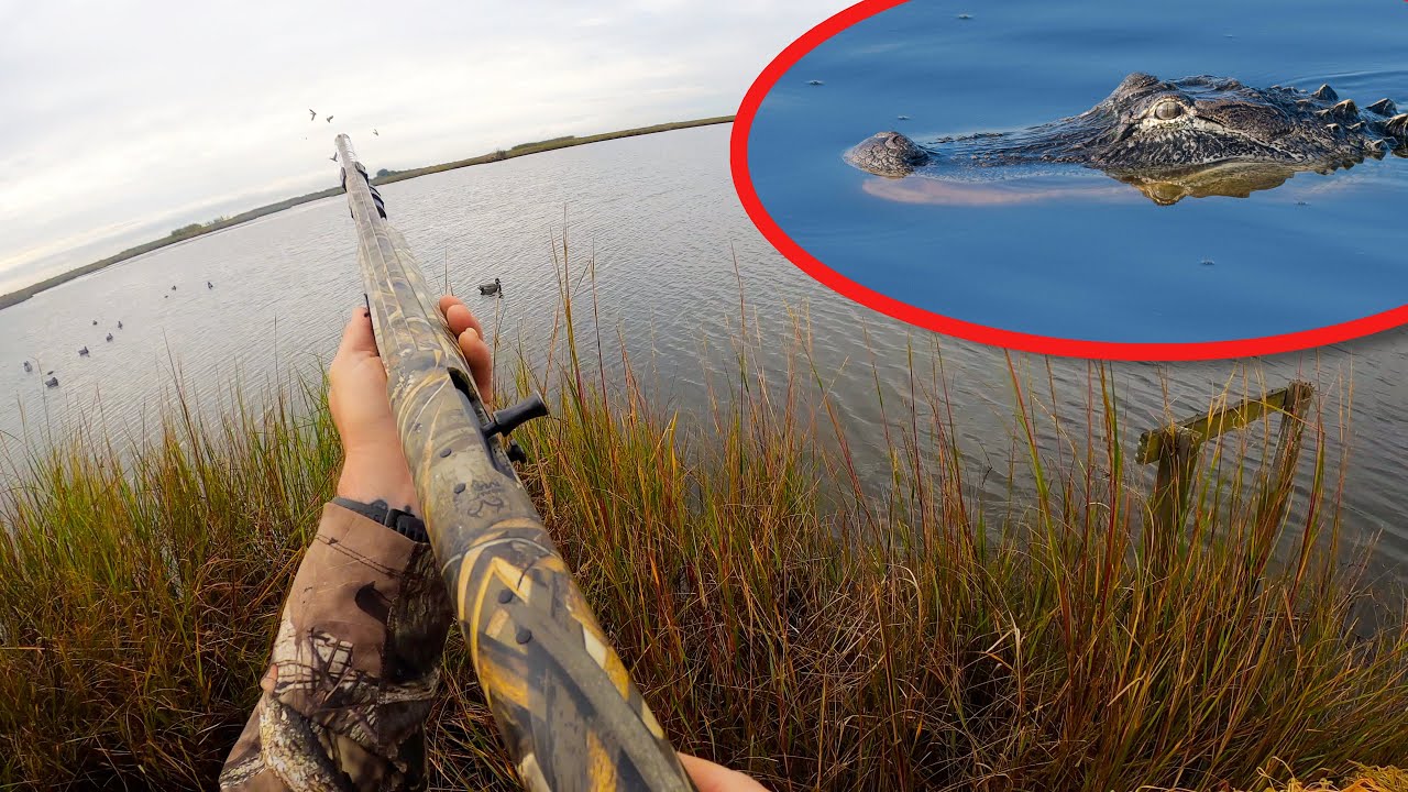 ALLIGATOR ATTACK Opening Day of DUCK SEASON... - YouTube