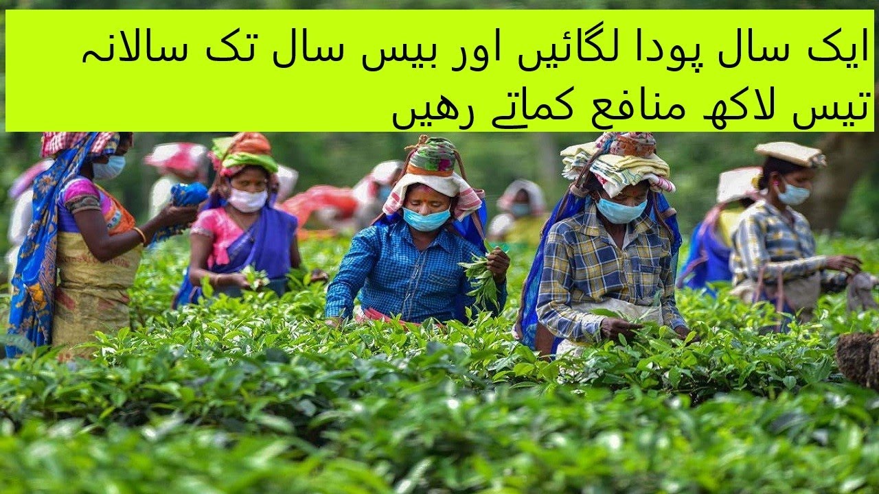 Tea Plant Cultivation in Pakistan | Tapal Danedaar Tea - YouTube