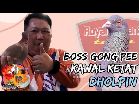 Boss GONG PEE 08 kawal ketat Dholpin untuk RnB // Terahkir DHOLPIN di ...