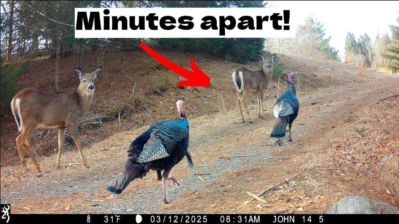 Trail Cameras Capture Amazing Videos…And a Surprise Animal - YouTube