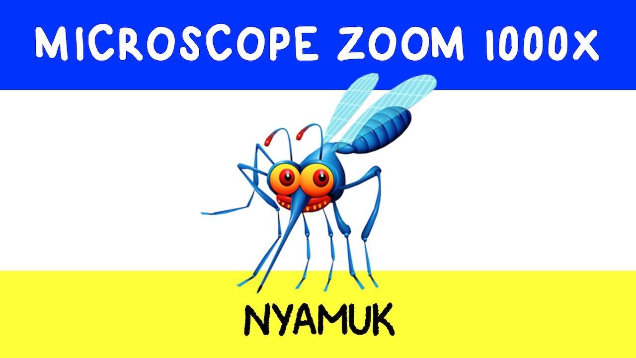 MICROSCOPE ZOOM 1000x : NYAMUK | MOSQUITO - YouTube