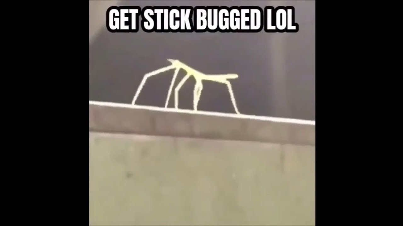Another other stickbug meme - YouTube