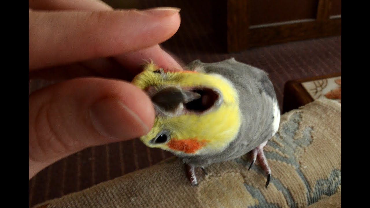 Irritating My Cockatiel & Got A Bite | - YouTube