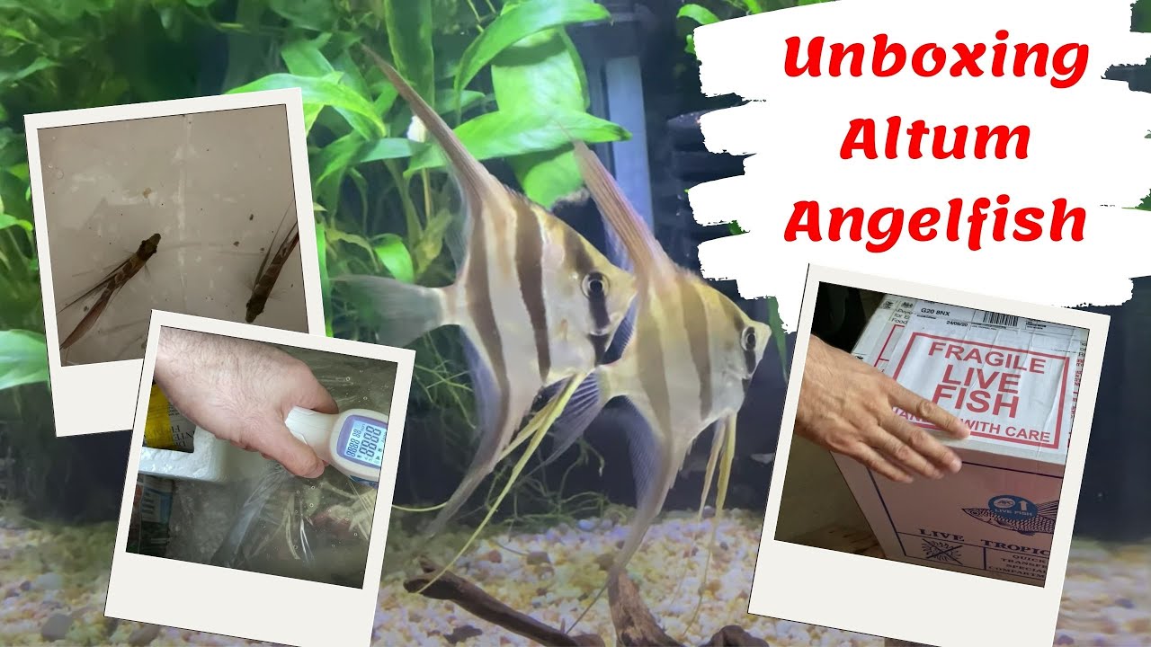 Unboxing Altum Angelfish true Orinoco Pterophyllum altum - YouTube