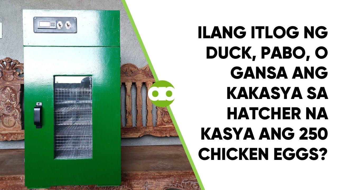 Ilang Itlog ng Duck, Pabo, o Gansa ang Kakasya sa Hatcher na Kasya ang ...