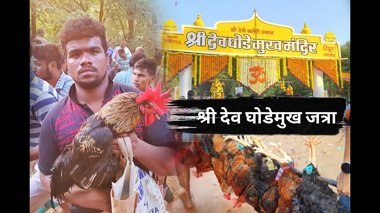 | श्री देव घोडेमुख जत्रा २०२१ | Ghodemukh Jatra 2021 | Matond | 🐓🐓🐓🐓 ...