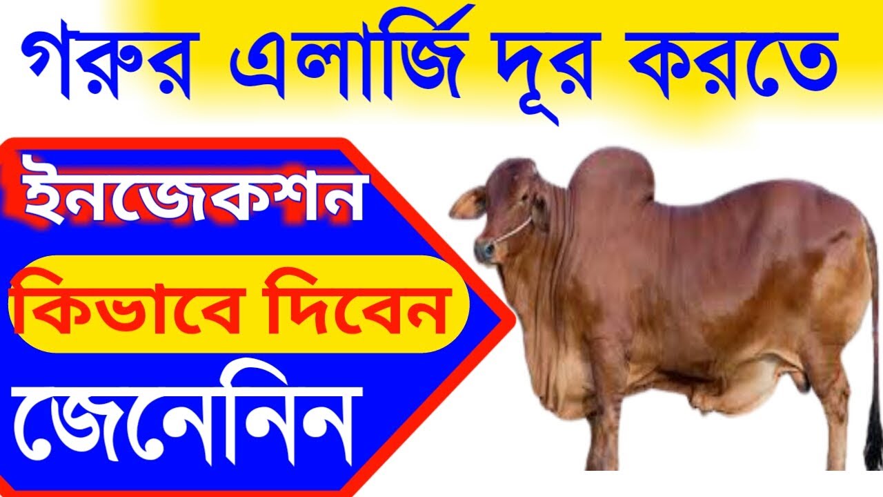 গরুর এলার্জি দূর কিভাবে করবেন । গরুর এলার্জি দূর করতে Vermic Injection ...