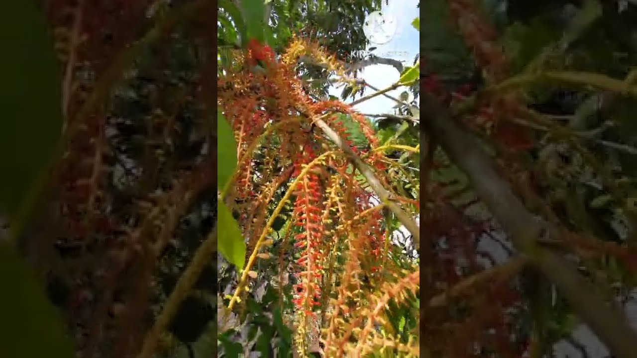 Parasit Dedalu tumpang pokok mempelam keluar Bunga cantik - YouTube