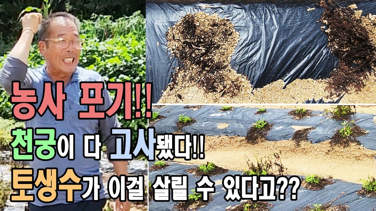 약제 감초 화장품등 고급 재료로 천궁이라는 약초를 소개합니다 인삼과 비슷하여 구근류 뿌리작물로 최적화돼 저희 토생수로 잘 이겨내 토양개량 후 새싹들이 전부