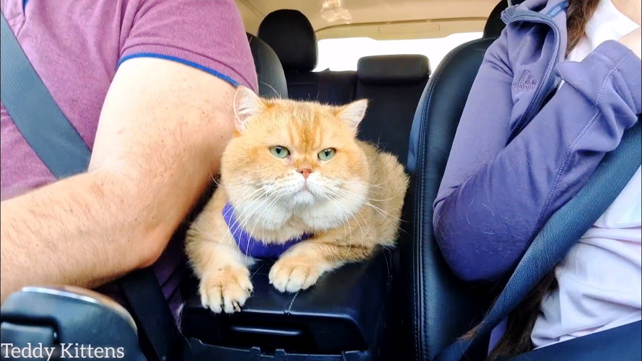 Our weekend with cat William - YouTube