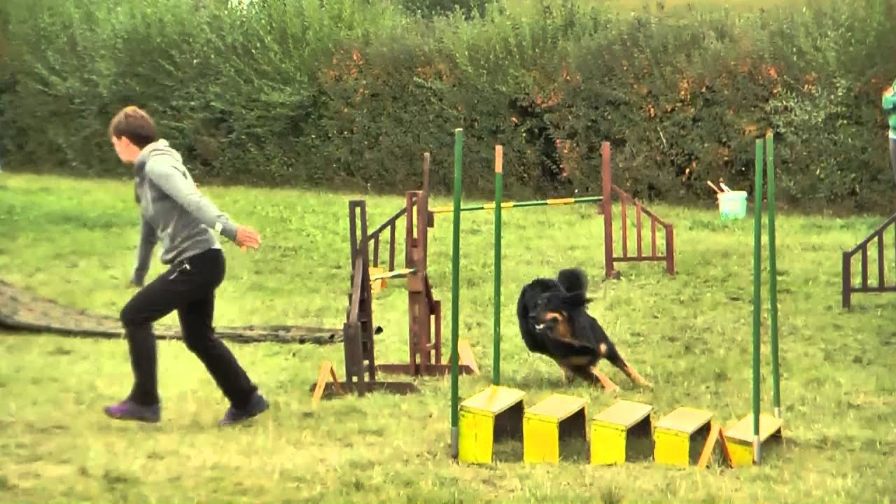 AGILITY - sport psów - YouTube