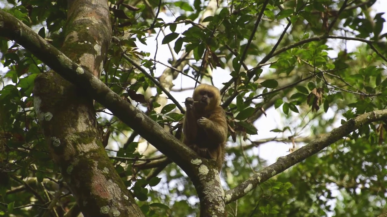 Macaco-prego-galego - Sapajus flavius - Blonde Capuchin - YouTube