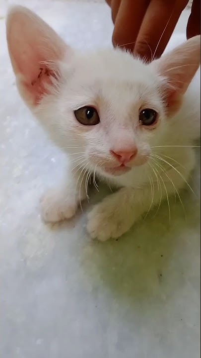 Cutie Cat ππ± Youtube