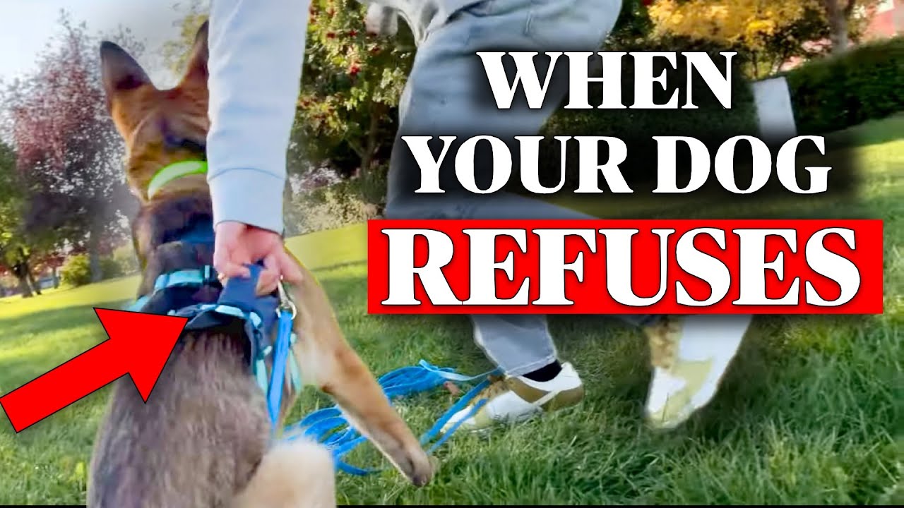 How to Get a Dog to STOP Resisting without Acting Like an Insecure ...