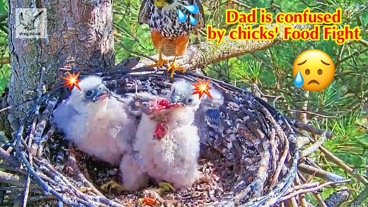 #89🦅🐥17°🐥17°／Falcon Nest 2025🇬🇧 Forestry England South Forest District ...