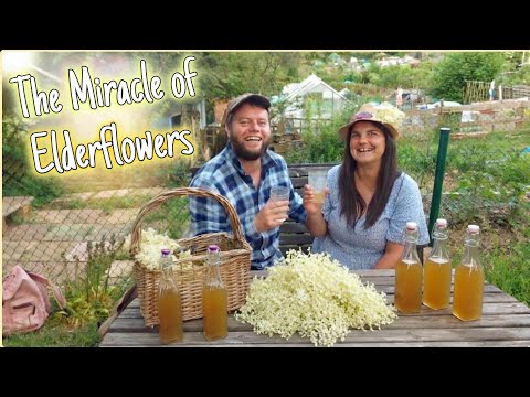 The Miracle of Elderflowers! A Wildflower That Heals Us & Tastes Amazing! 🌸