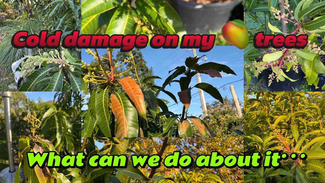 Cold damage on my mango trees, what can we do about it?#garden #mango # ...