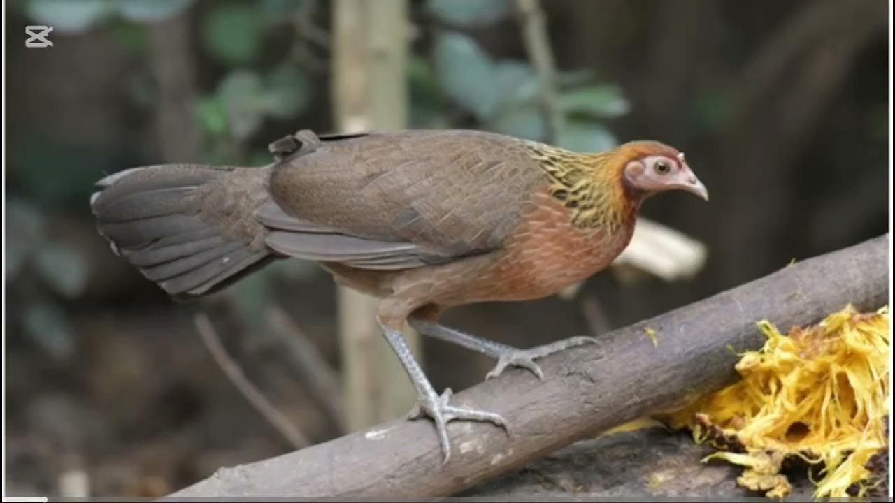 Suab poj qaib tsauj cuab tuaj 100%.ສຽງມາໃໝ່ລ່າສຸດ. - YouTube