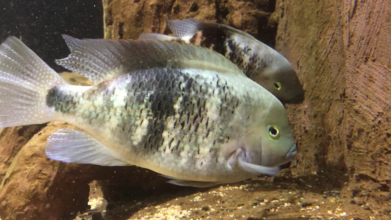 Chuco intermedium - YouTube