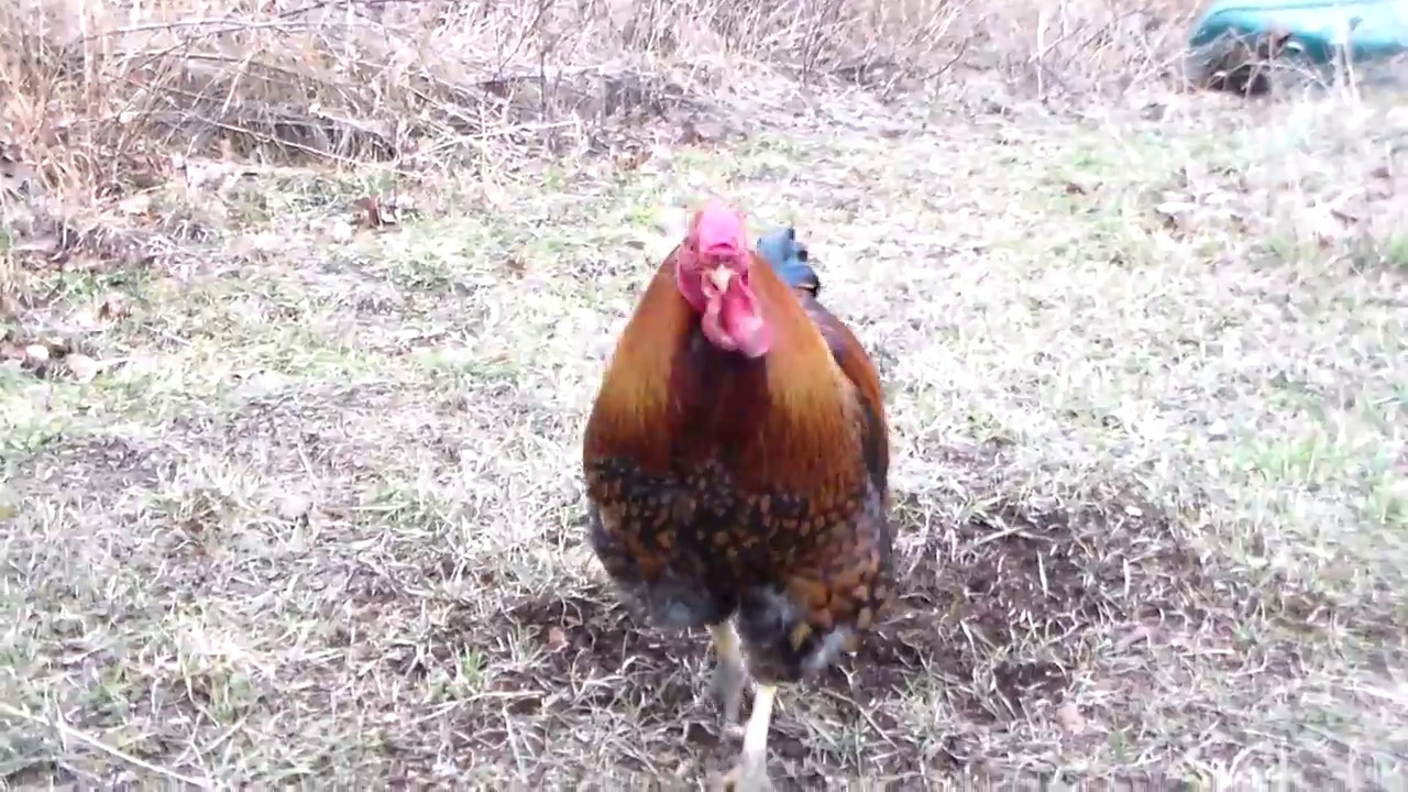 Rose Comb Rooster - YouTube