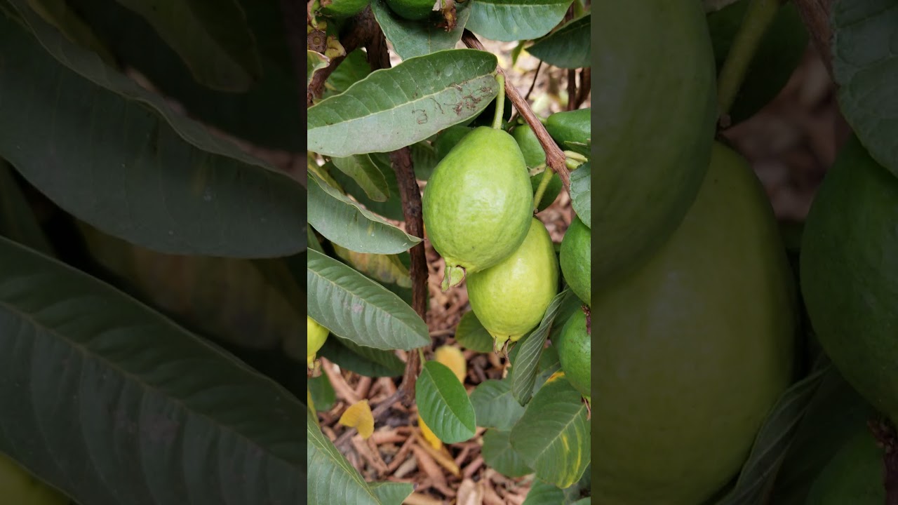 Mexican cream guava season. September - YouTube