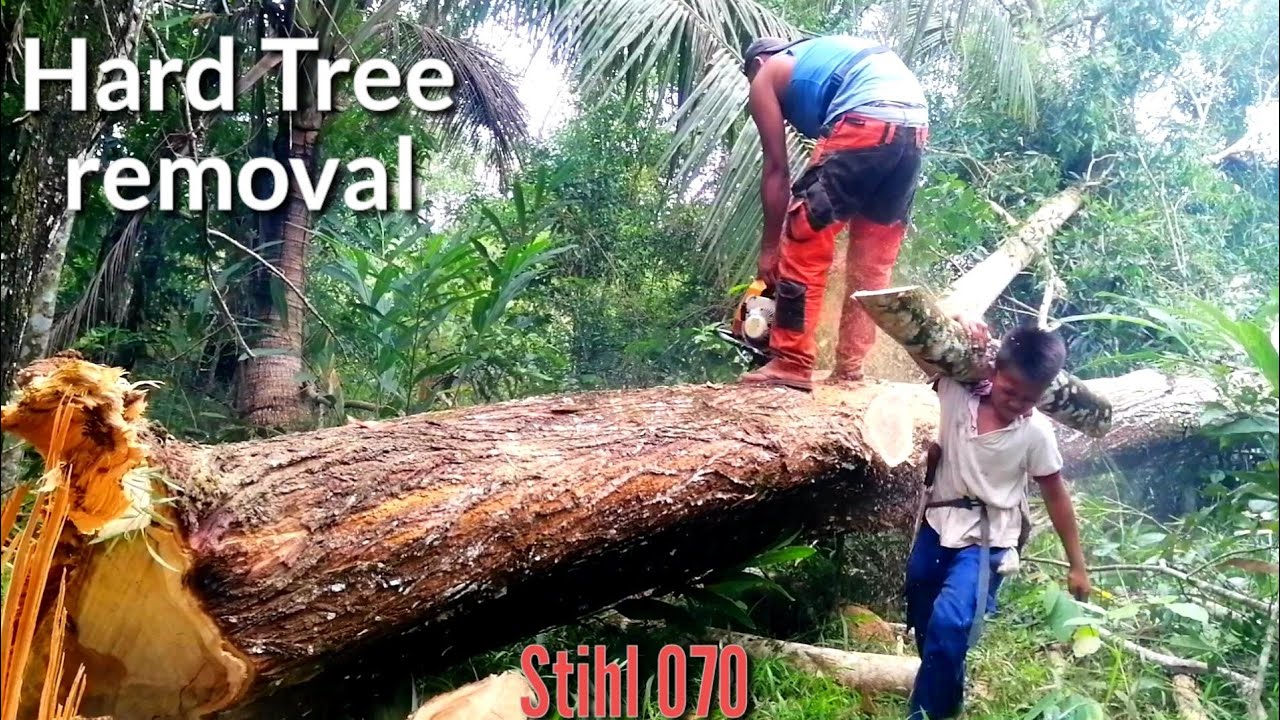 Dramatic!!Falling and cutting dangerous hard tree||Totordz Tv - YouTube