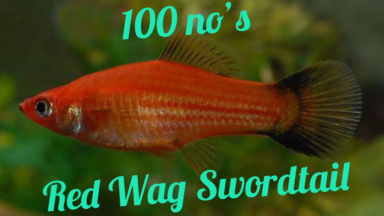 Most beautiful Red Wag Swordtail fish - YouTube