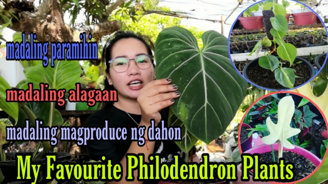 MGA HALAMAN NA MADALING ALAGAAN, MADALING PARAMIHIN AT MABILIS ...