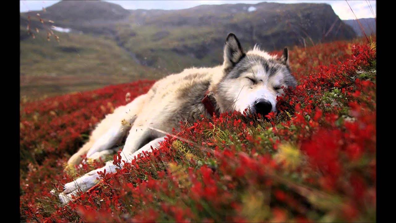 Gustavo Santaolalla - The Journey - YouTube