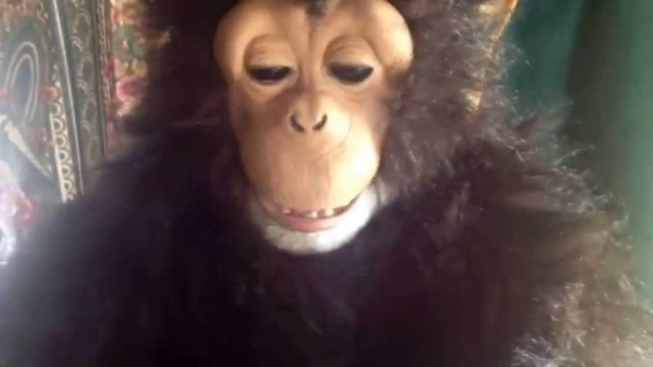 FurReal monkey cuddle chimp animated mechanical doll - YouTube
