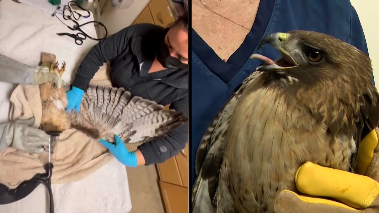 Red-Tailed Hawk Recovering From Gunshot Wound in California - YouTube