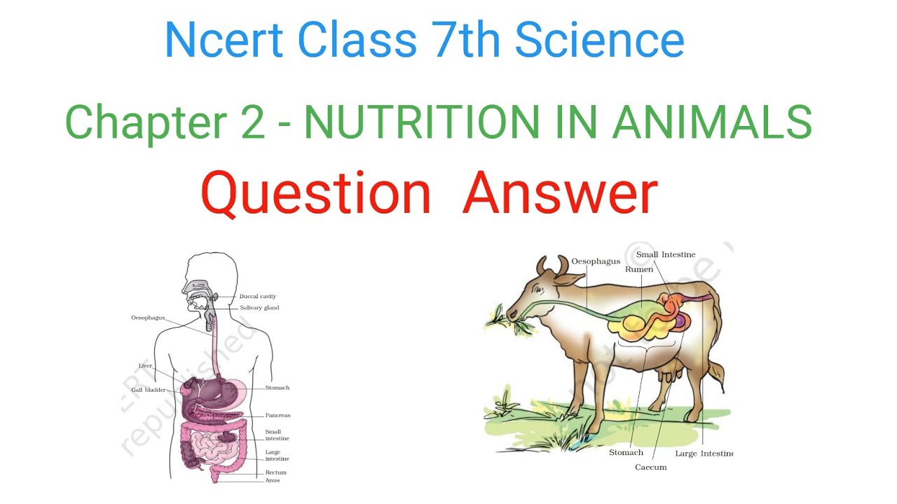 ncert class 7th science chapter 2 question answer | nutrition in ...