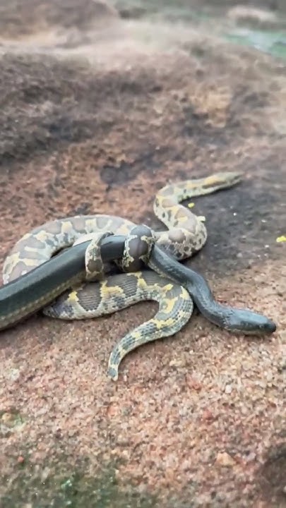 “Strange Behavior of the Snake” - YouTube