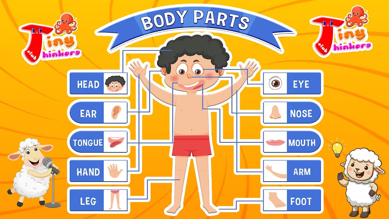 Parts of Body Song for Kids | Nursery Rhymes for Learning | Tinny ...