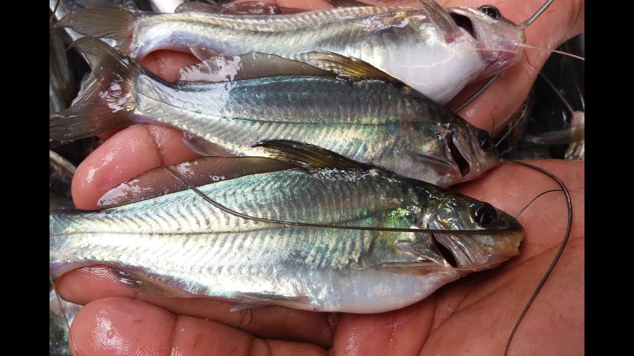 Gulsa tengra fish | Gangetic mystus Fish Fishery - YouTube