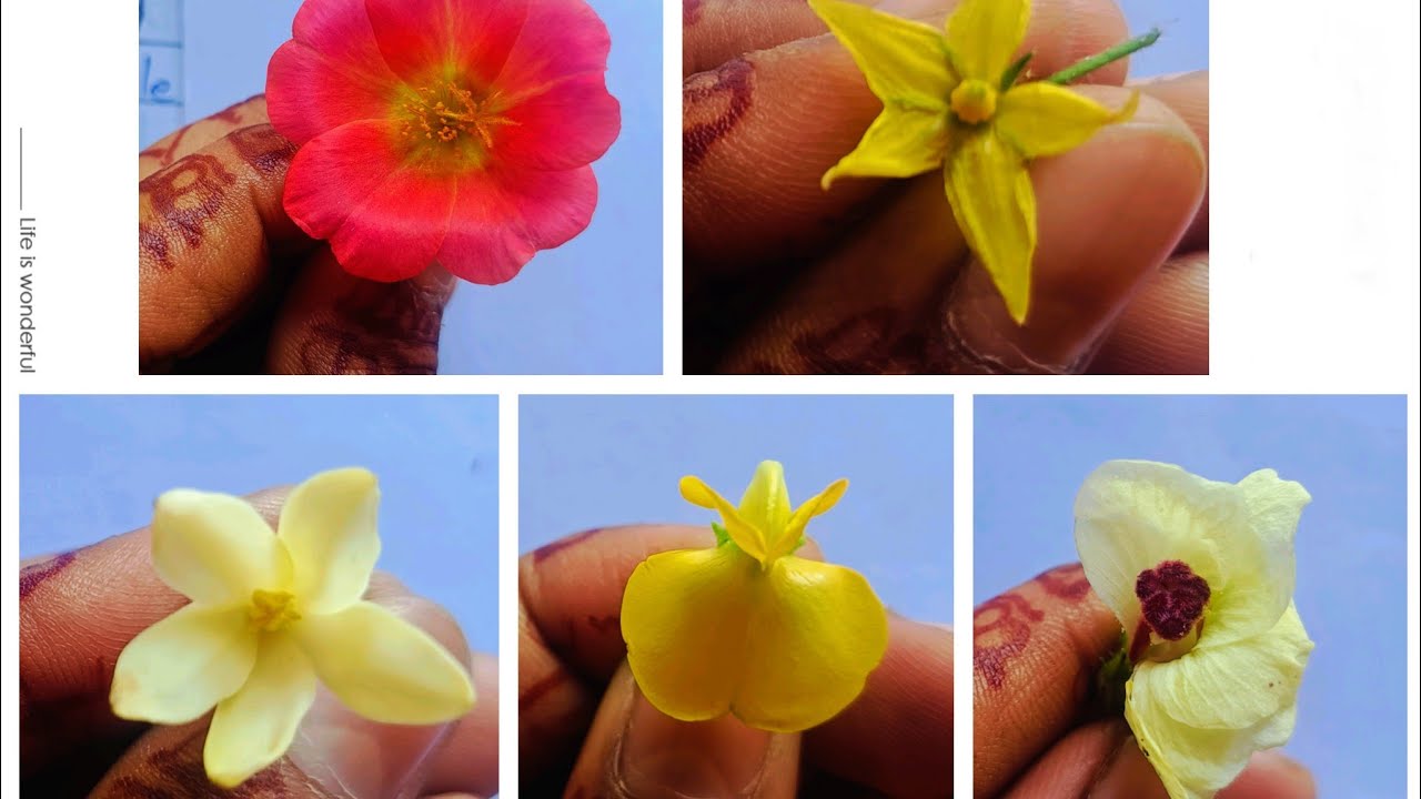 #Aestivation in flower B.Sc MSC Botany plant Reproduction topic - YouTube