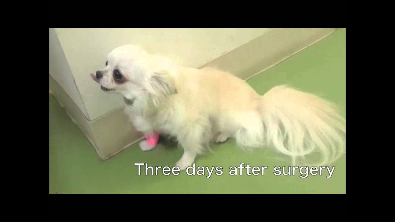 Veterinary Bronchoscopy#476, Epiglottic retroversion and Laryngeal ...