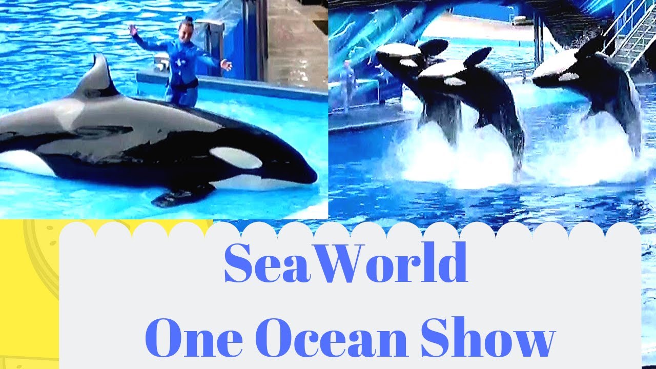 SEAWORLD ONE OCEAN SHOW , ORLANDO FLORIDA - YouTube