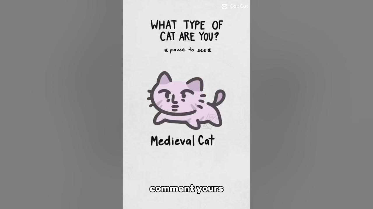 wut cat r u #fyp - YouTube