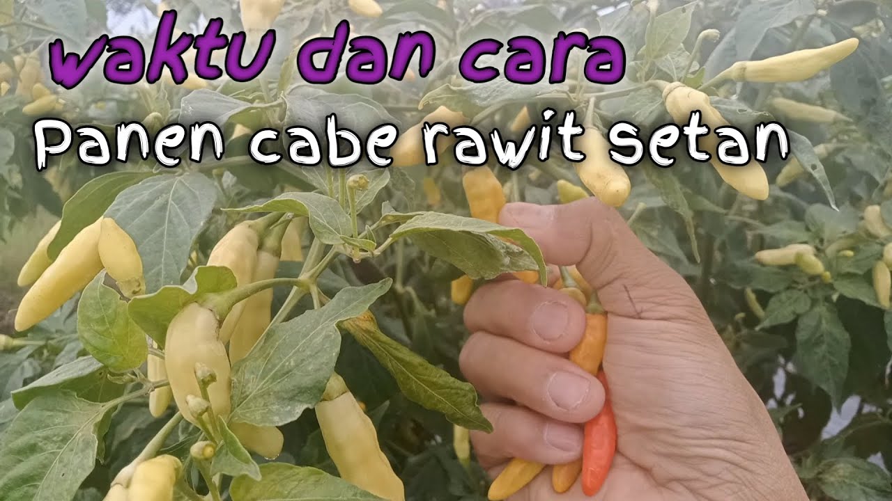 PANEN CABE RAWIT SETAN ORI 212 DAN MAHKOTA - YouTube