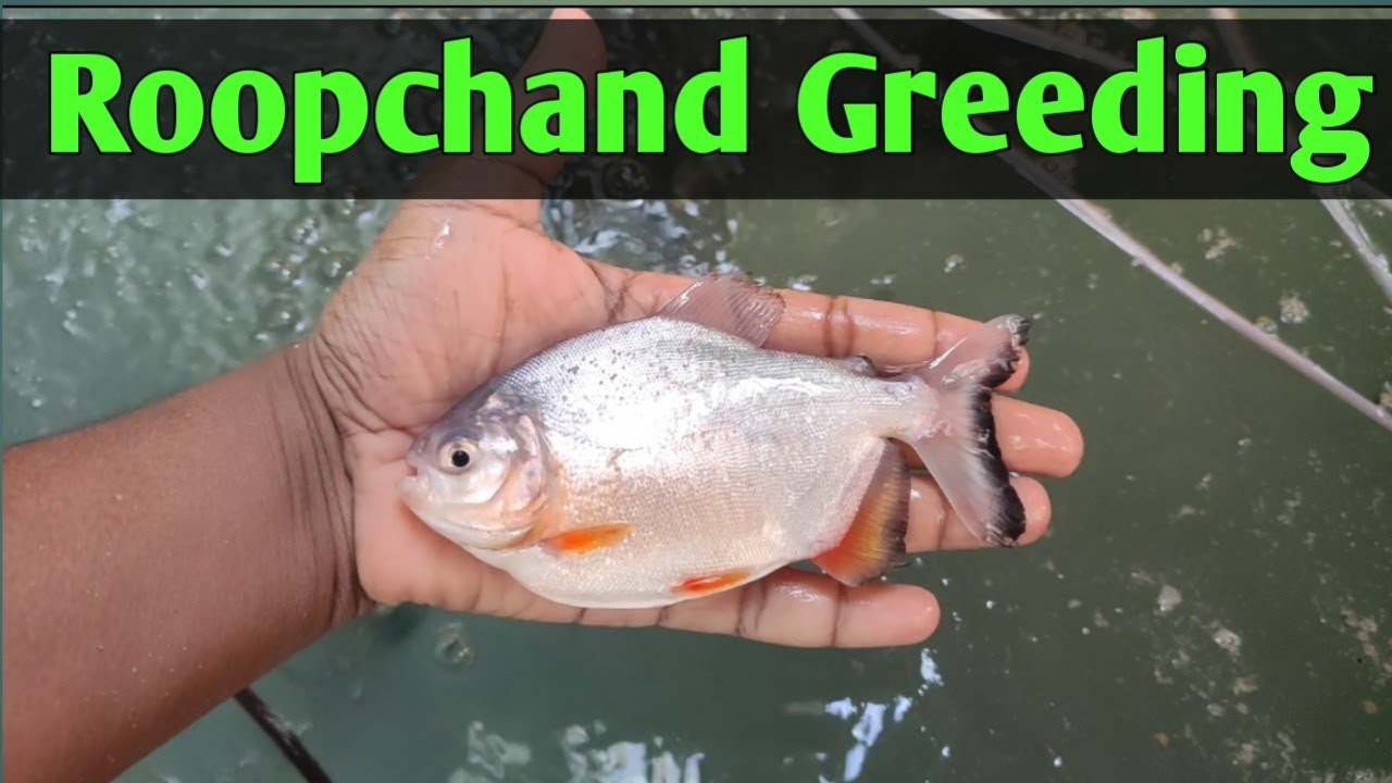 Roopchand Fish In Biofloc 🔥🔥 After 60 Days Greeding !! Biofloc Fish ...