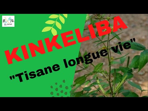 KINKELIBA OU QUINQUELIBA: VERTUS, BIENFAITS ET CONTRE INDICATIONS II Bectherapy