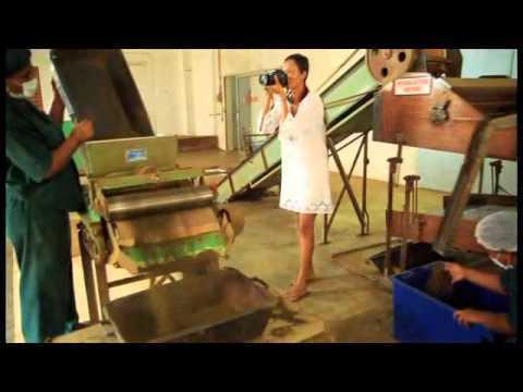 Seychelles Tea (Seyte) - YouTube