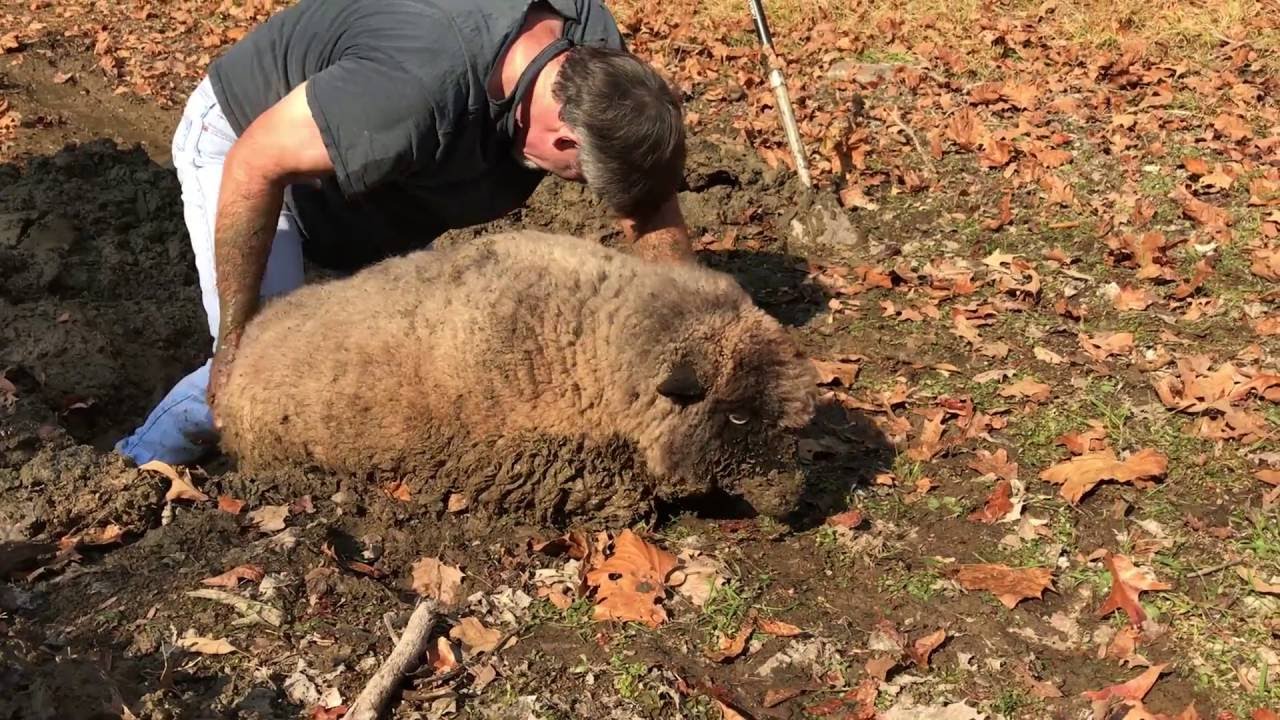 Owner rescues sheep trapped in the mud - YouTube