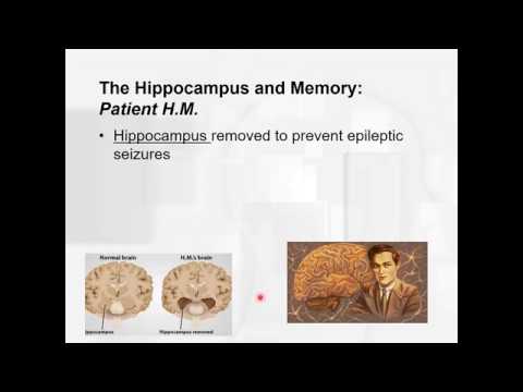 Chapter 12 learning and memory Using HM to learn about our memory - YouTube